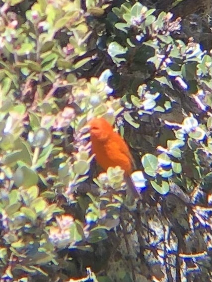 Hawaii ʻAkepa in October 2023 by Adrian Burke · iNaturalist