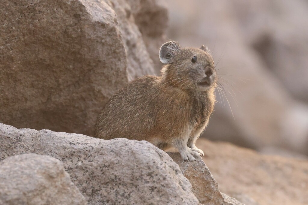 Gray-headed Pika from Klamath County, OR, USA on August 04, 2023 at 09: ...