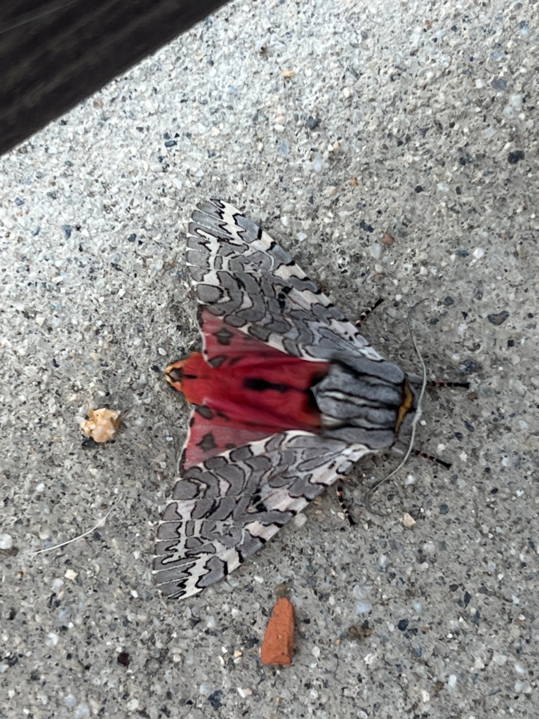 Painted Tiger Moth from Ridgeton Dr, Lakeside, CA, US on October 18 ...