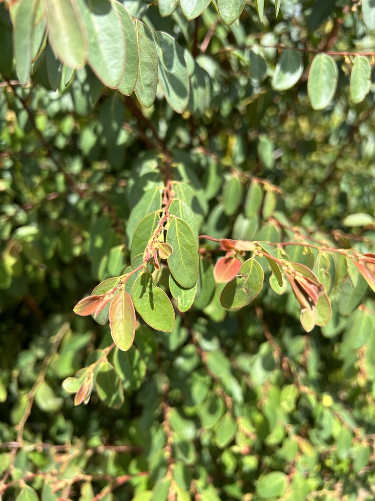 coffee bush from Porters La, North Maleny, QLD, AU on October 20, 2023 ...