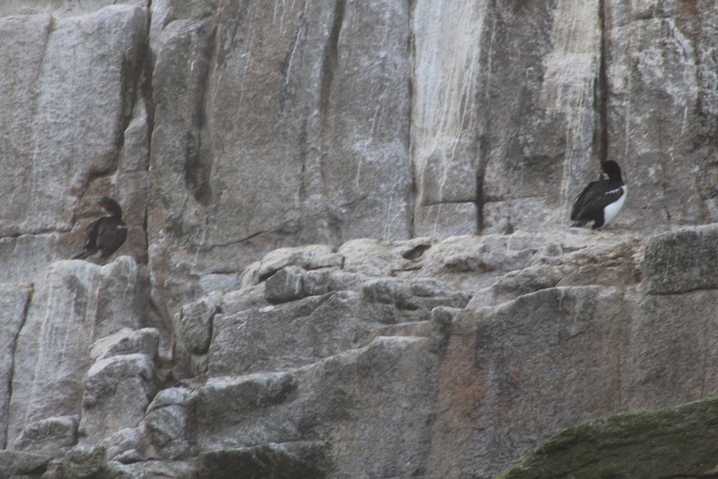 Bounty Island Shag in December 2021 by Ella Peoples · iNaturalist