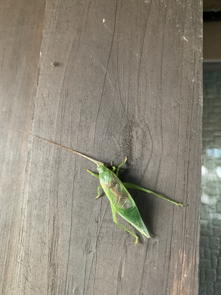 Green Tree Cricket from Kurisuno, Tambasasayama, Hyogo, JP on October ...