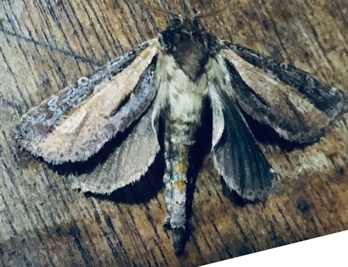 Genus Dalaca · iNaturalist