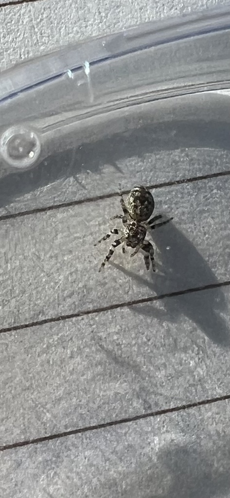 Jumping Spiders from University of North Texas - Discovery Park, Denton ...