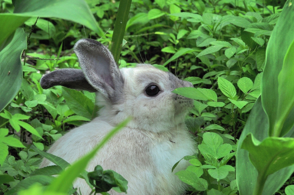 Domestic Rabbit in October 2023 by 邱仲良 · iNaturalist