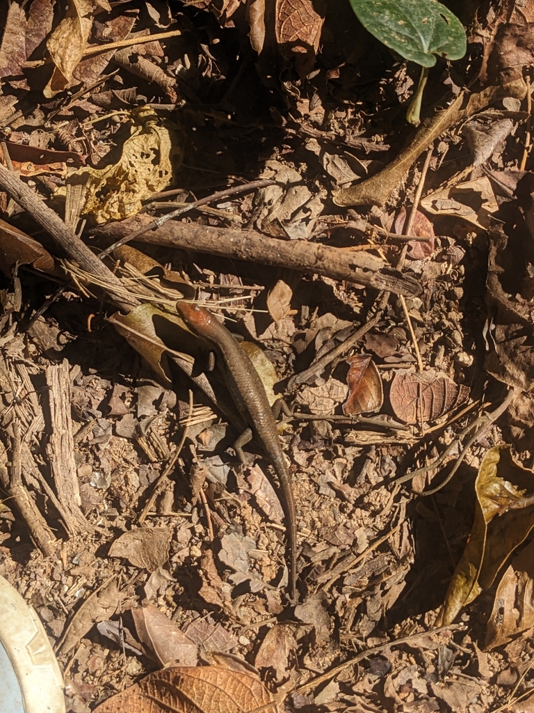 Southern Red-throated Rainbow Skink from Djiru QLD 4852, Australie on ...