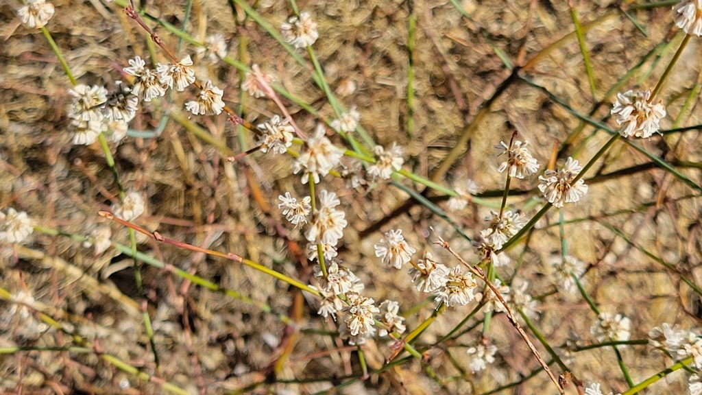 Slender Woolly Buckwheat from Riverside County, CA, USA on October 20 ...