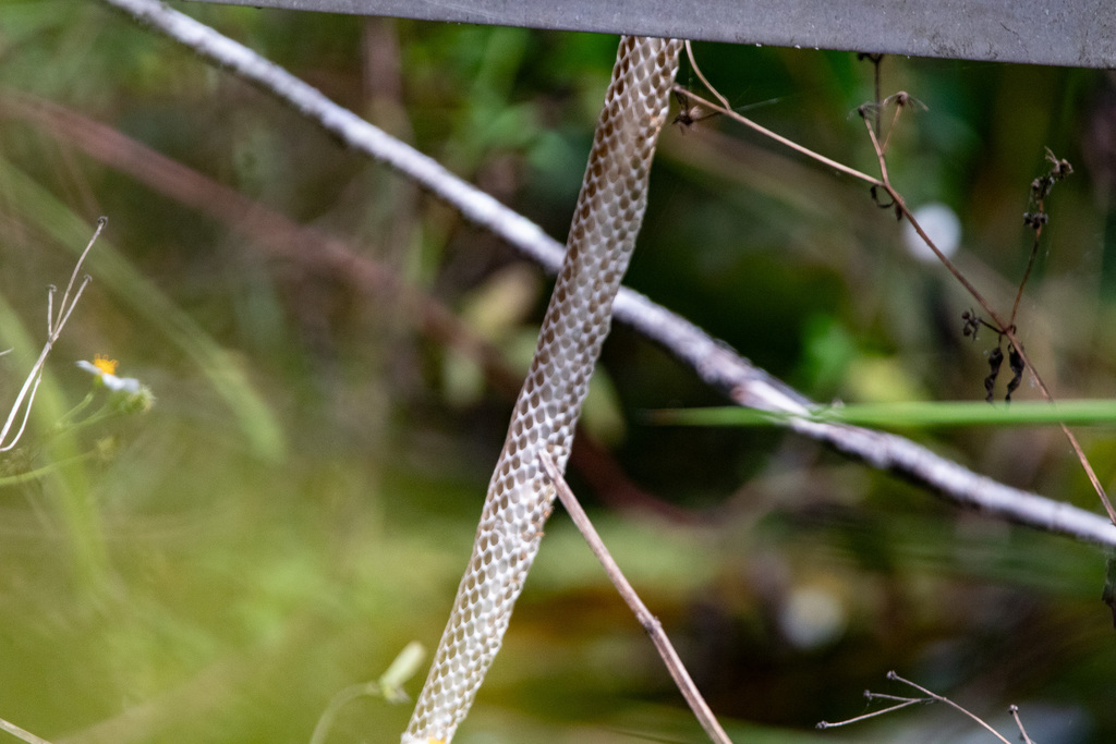 Colubrine Snakes from 287-153 Old Avon Park Rd, Frostproof, FL 33843 ...