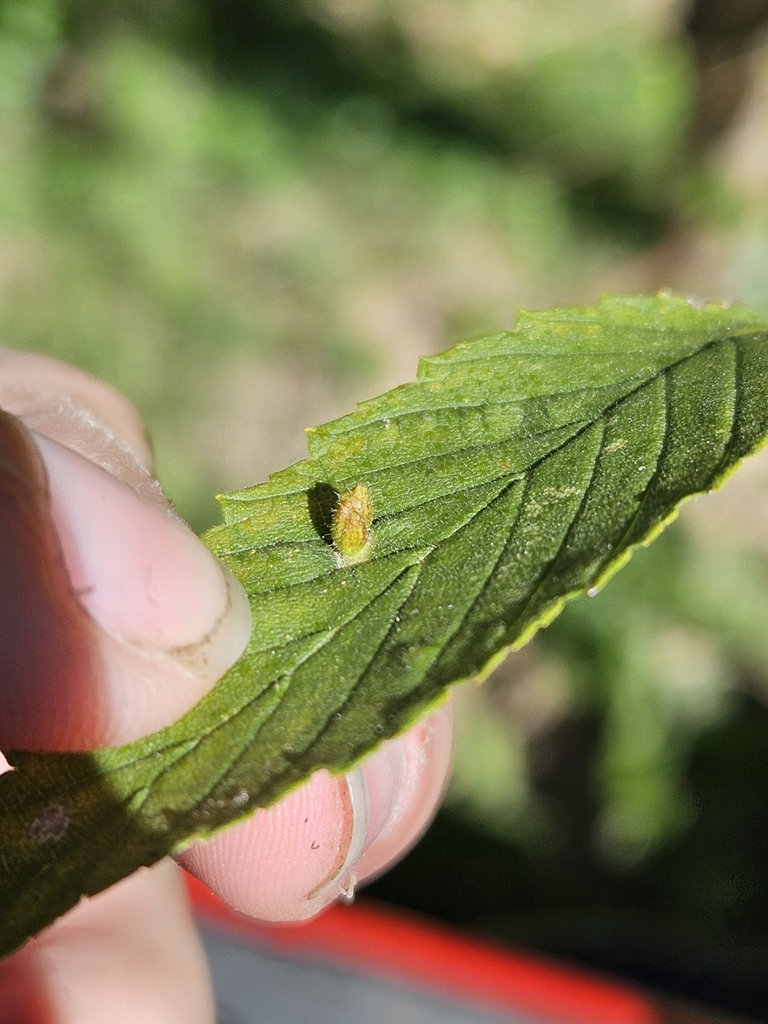 Elm Finger Gall Mite from Bastrop on October 20, 2023 at 12:45 PM by ...