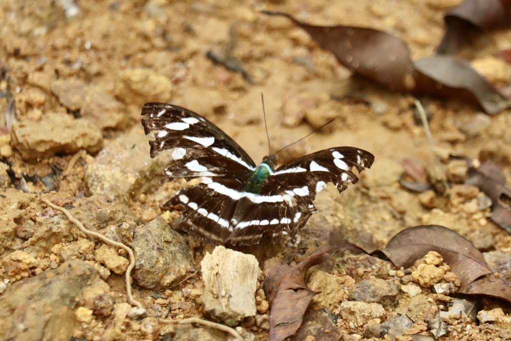 Great sergeant from Sumatra, Kabupaten Tapanuli Selatan, Sumatera Utara ...