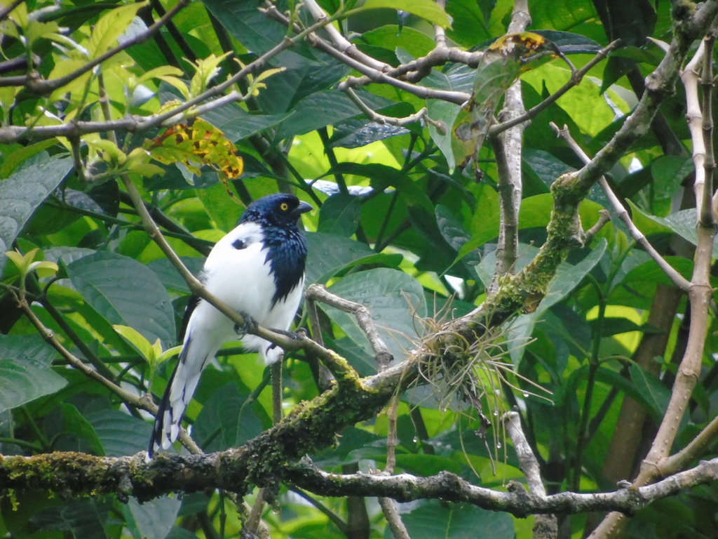 Magpie Tanager from Guamal, Meta, Colombia on October 3, 2023 at 08:14 ...