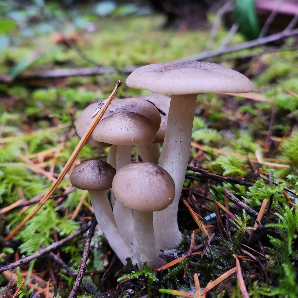 Lyophyllum shimeji from Clinton, WA 98236, USA on October 20, 2023 at ...