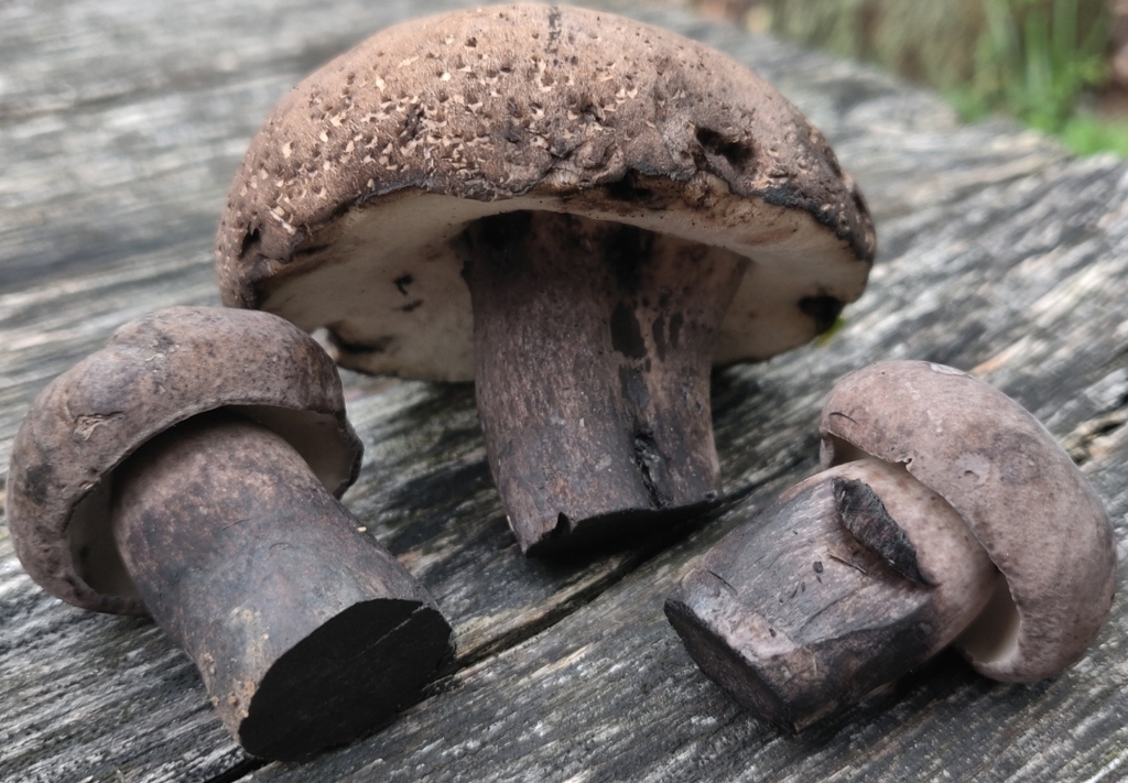Black Velvet Bolete in July 2019 by D · iNaturalist