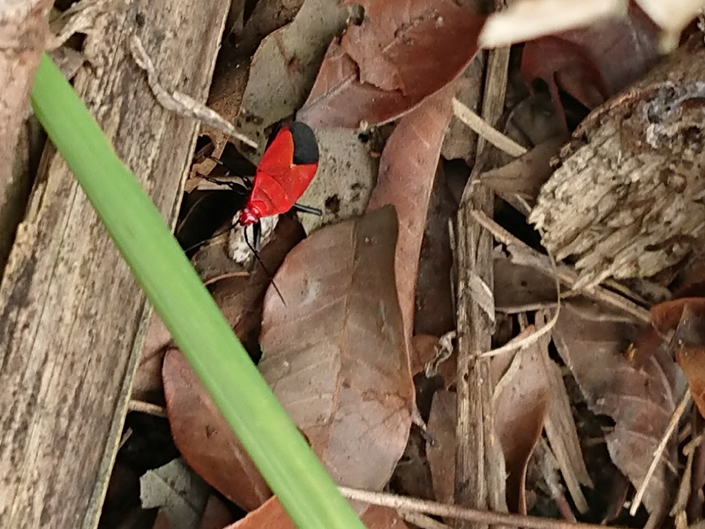 Antilochus nigripes from Sheung shui on March 17, 2019 by kai Wai Tang ...