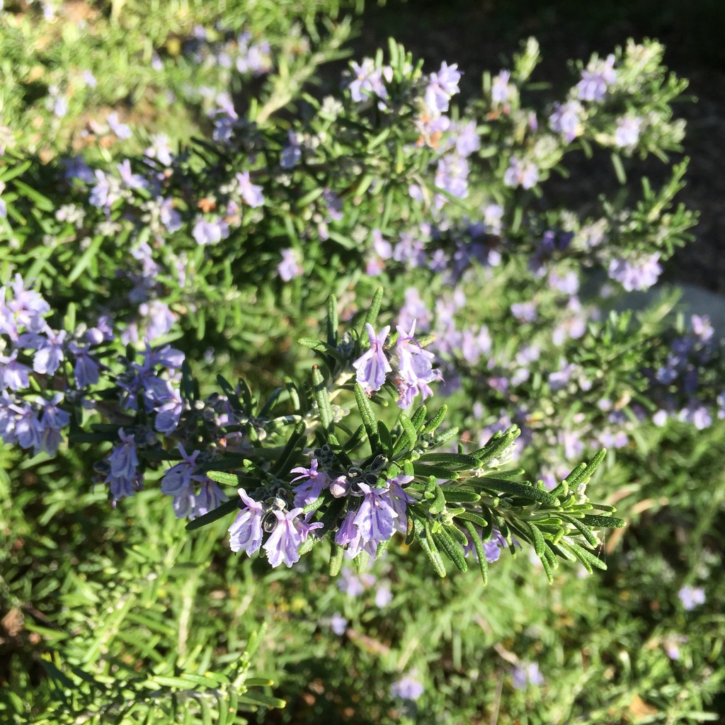 Rosemary from 879C Chemin du Fort, Ménerbes, Provence-Alpes-Côte d'Azur ...