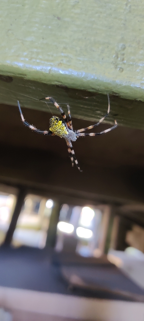 Hawaiian Garden Spider from Maui County, US-HI, US on October 19, 2023 ...