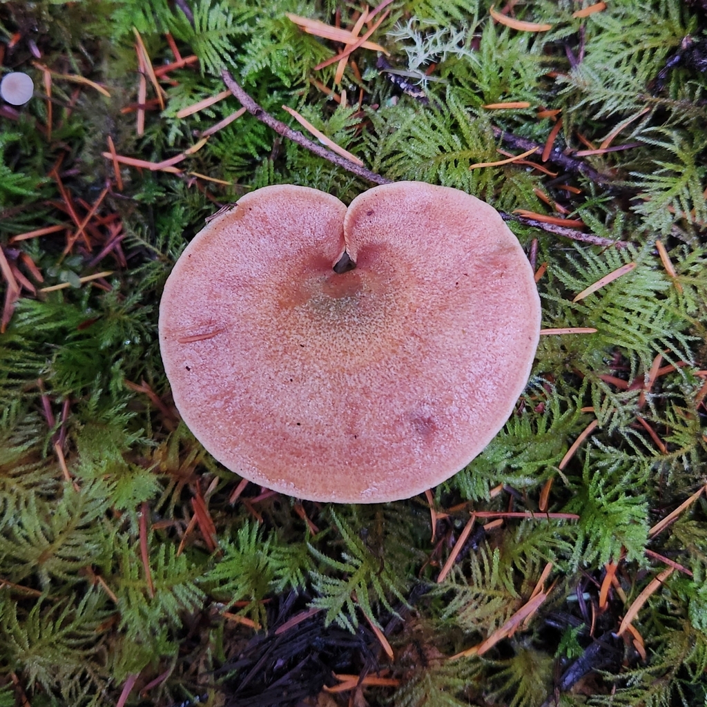 Red-bleeding Milk Cap from Clinton, WA 98236, USA on October 20, 2023 ...