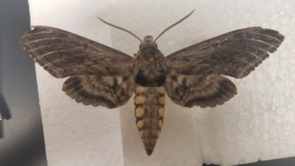 Postfive Spotted Hawk Moth Care