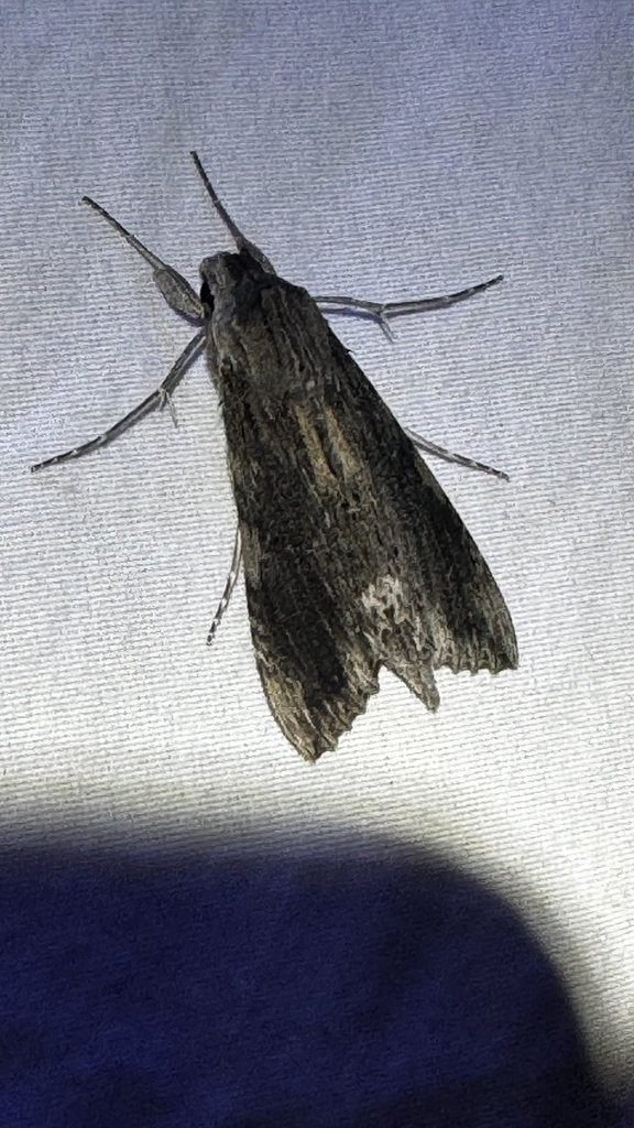 Obscure Sphinx from E General Cavazos Blvd, Kingsville, TX, US on ...