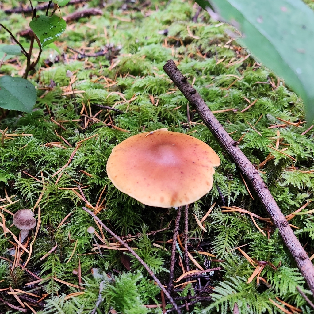 Gymnopilus aurantiophyllus from Clinton, WA 98236, USA on October 20 ...