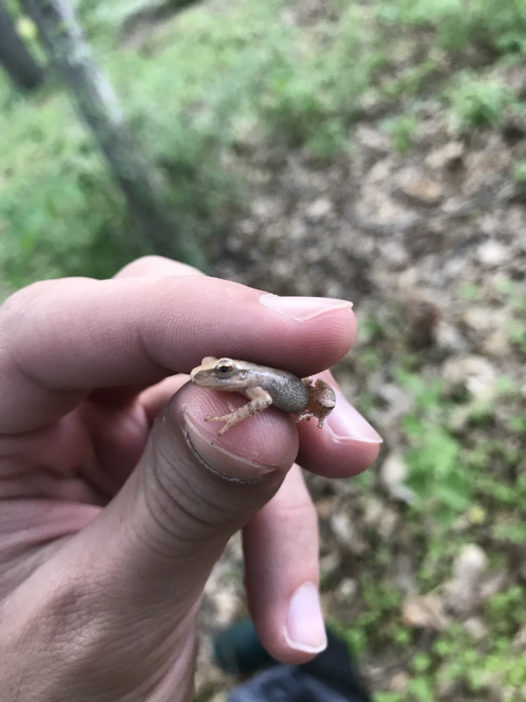 Spring Peeper from Kensington Metropark, Milford, MI, US on May 25 ...