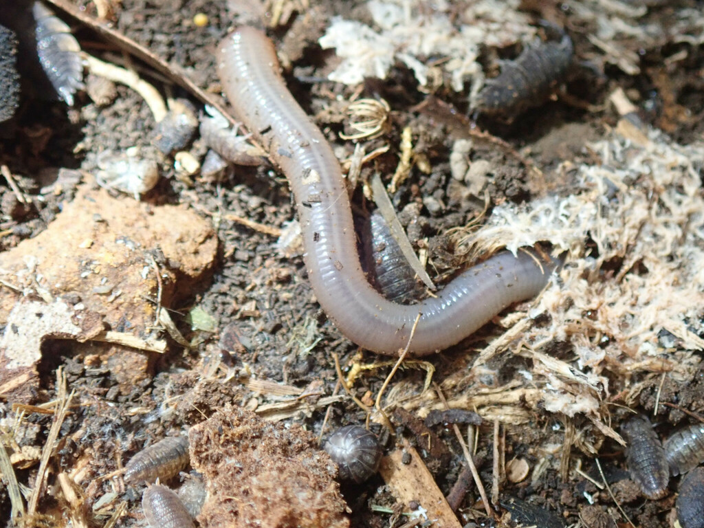 Common Earthworm from Devonport TAS 7310, Australia on October 20, 2023 ...