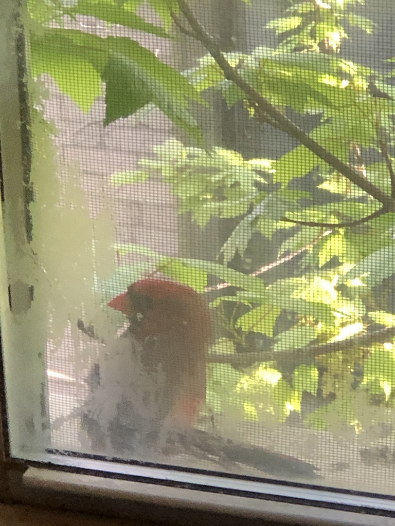 Northern Cardinal from University of Michigan, Ann Arbor, MI, US on May ...