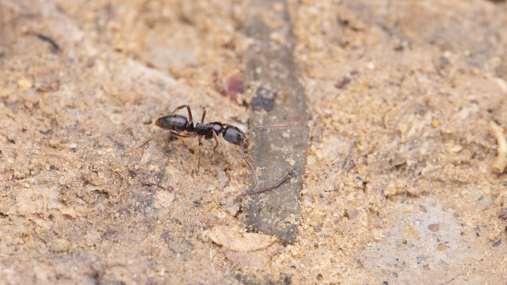 Asian Needle Ant in May 2023 by Zhongqi Wang · iNaturalist