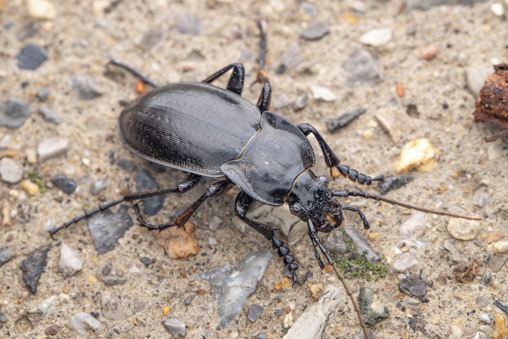 Carabus vladimirskyi in May 2023 by Zhongqi Wang · iNaturalist