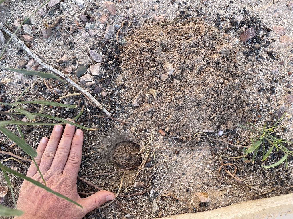 Botta's Pocket Gopher from Wellton, AZ 85356, USA on October 18, 2023 ...