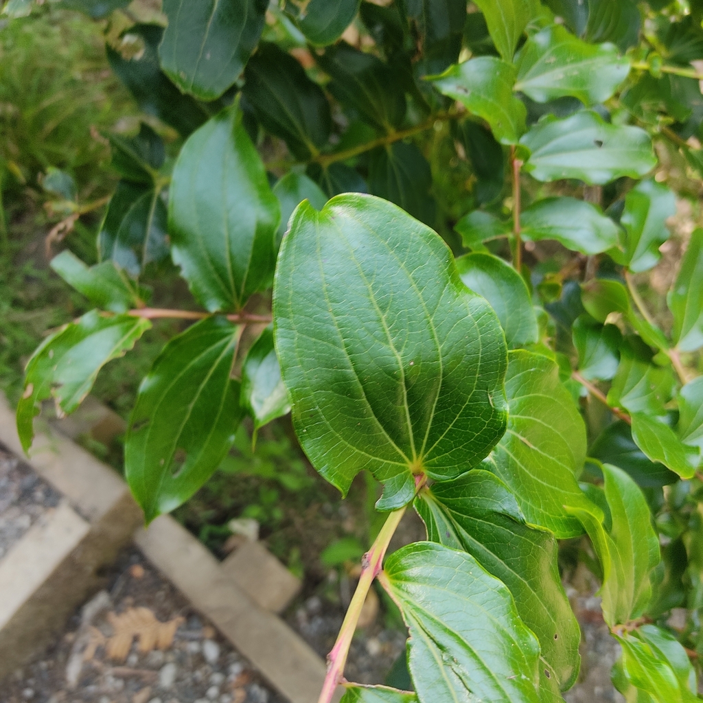 Tree Tutu from Cornwallis, Auckland 0604, New Zealand on October 21 ...