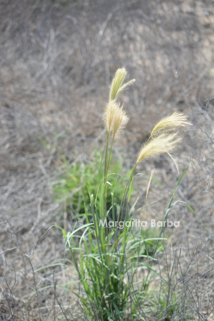 false Rhodes grass in July 2016 by Margarita Barba · iNaturalist