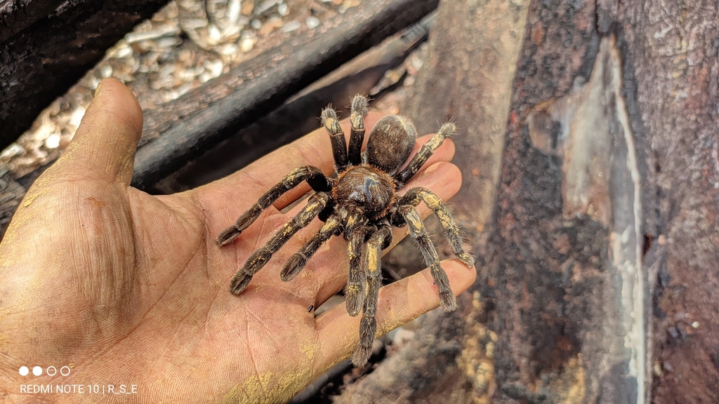 Kalimantan Tarantula from Empunak Tapang Keladan, Kec. Ketungau Hulu ...