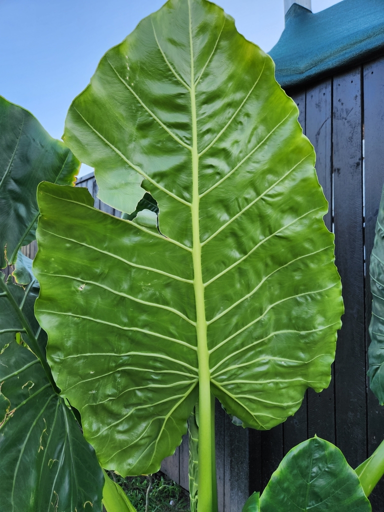 giant taro from 4870, Cairns City QLD 4870, Australia on October 21 ...