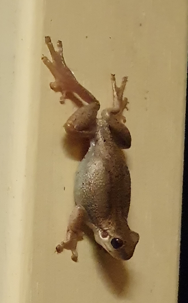 Slender bleating tree frog from Meringandan West QLD 4352, Australia on ...