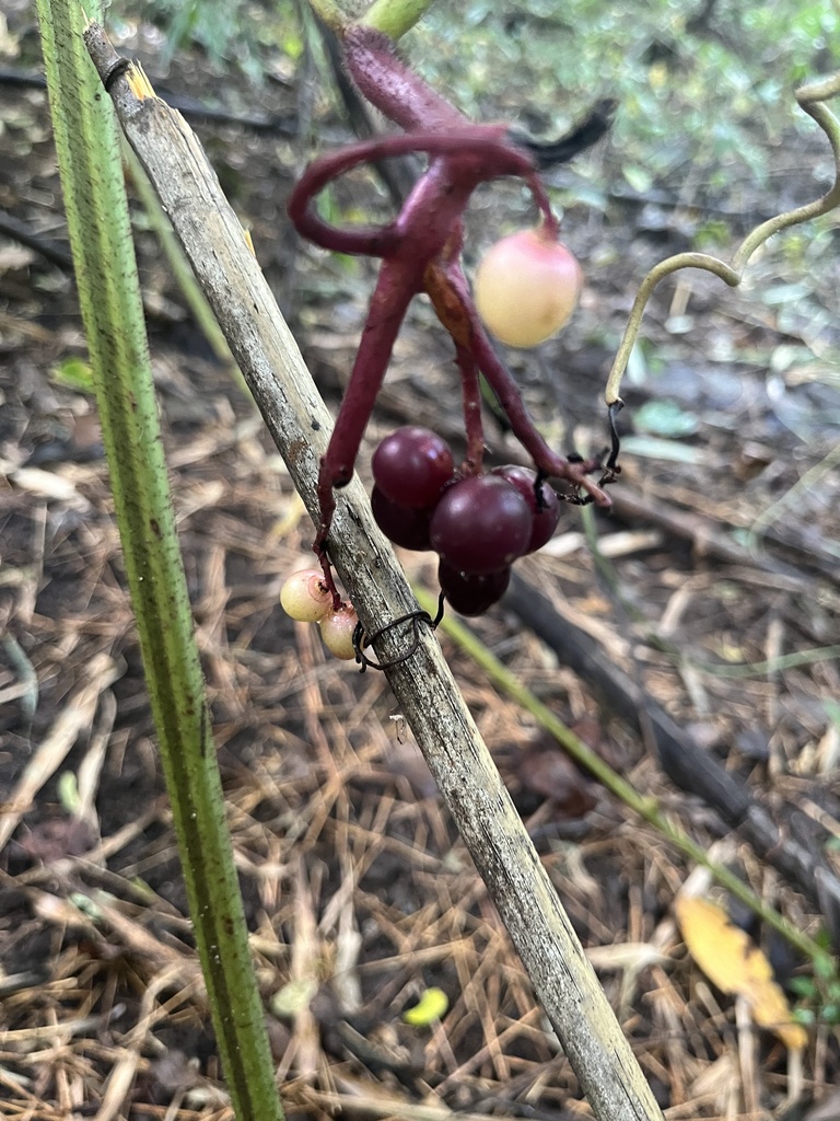 Ampelocissus from ชำผักแพว, แก่งคอย, สระบุรี, TH on October 21, 2023 at ...