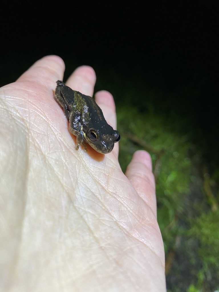 Southern Brown Tree Frog in November 2022 by stuvwx · iNaturalist