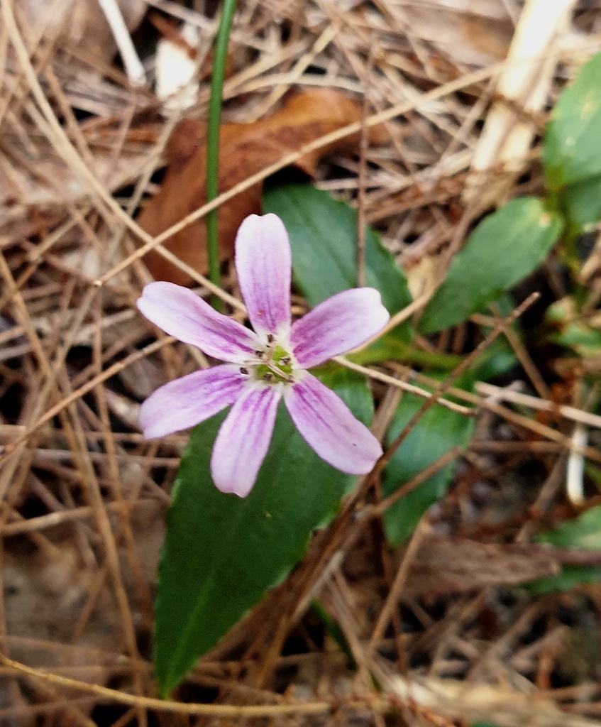 lilac lily from Berowra NSW 2081, Australia on October 21, 2023 at 05: ...