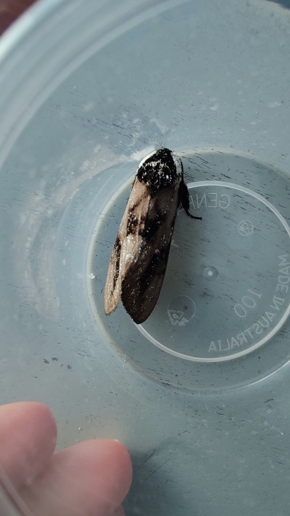 Banksia Moth from Hamelin Bay WA 6288, Australia on October 19, 2023 at ...