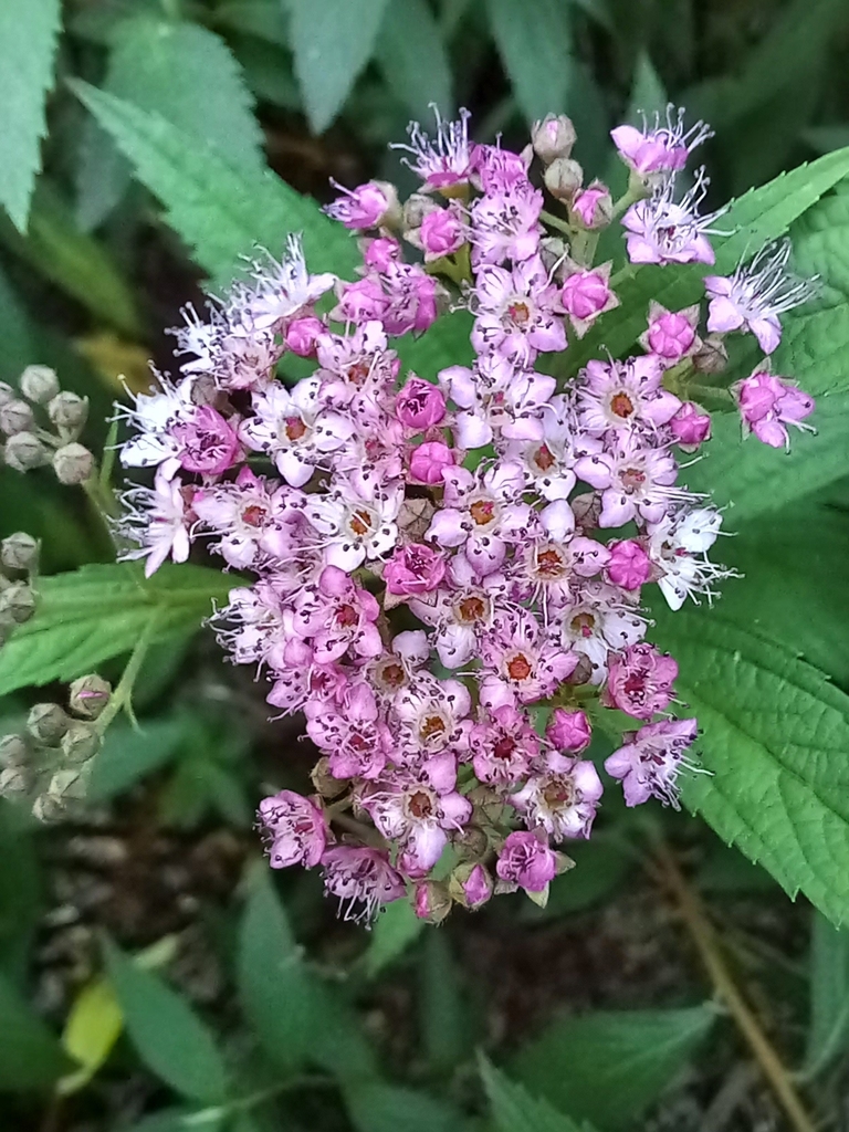 dicots from S8, Richmond NSW 2753, Australia on October 21, 2023 at 06: ...