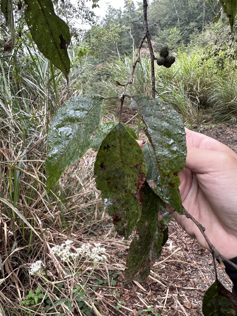 Formosan Alder from 臺灣島, 阿里山鄉, CYQ, TW on October 21, 2023 at 01:34 PM ...