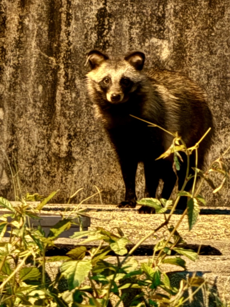 Hondo Raccoon Dog from Kunijima 1-Chōme, Higashiyodogawa, Osaka, Osaka ...