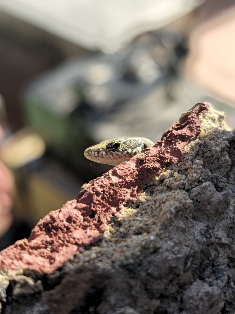 Madeira Lizard (Madeira) from Venegas (Fuente Luminosa), Las Palmas de ...
