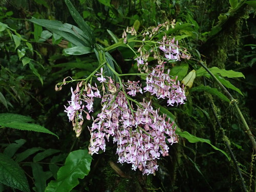 Epidendrum peraltum · iNaturalist