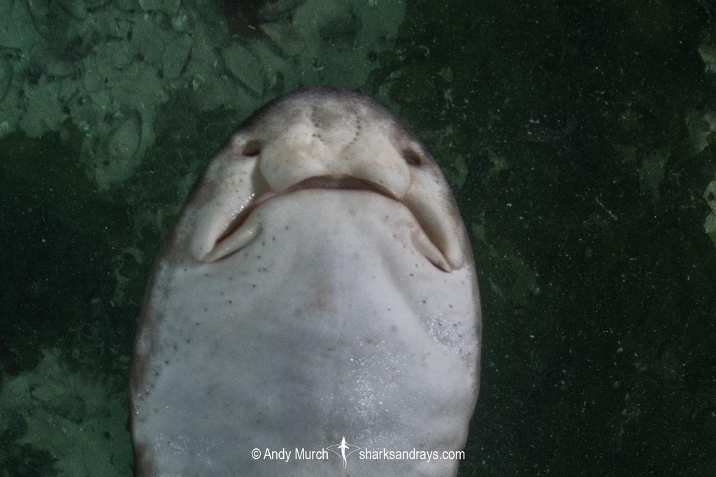 Dark Shyshark from Simon's Town, Cape Town, 7975, South Africa on June ...