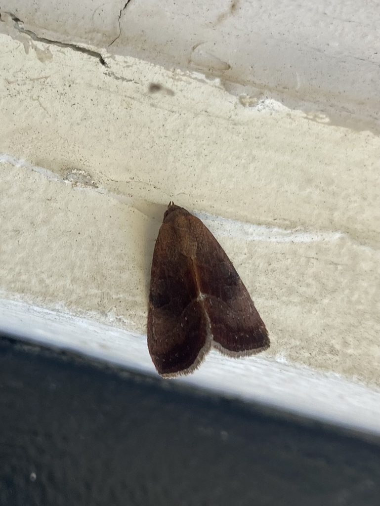 Wedgling Moth in October 2023 by Lorena Bañuelos · iNaturalist