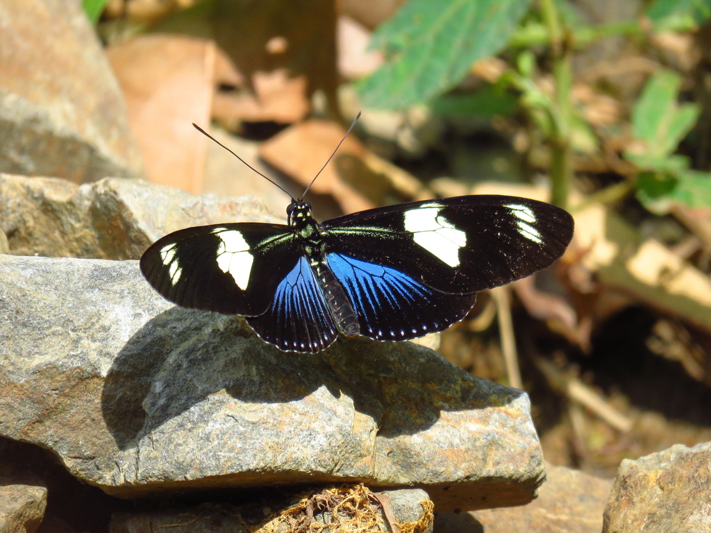 Doris Longwing from Paucartambo, Perú on September 13, 2023 at 12:04 PM by Karla Fiallos Yanez ...