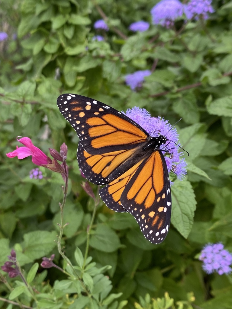 Monarch from W Seventh St, Dallas, TX, US on October 21, 2023 at 02:37 ...