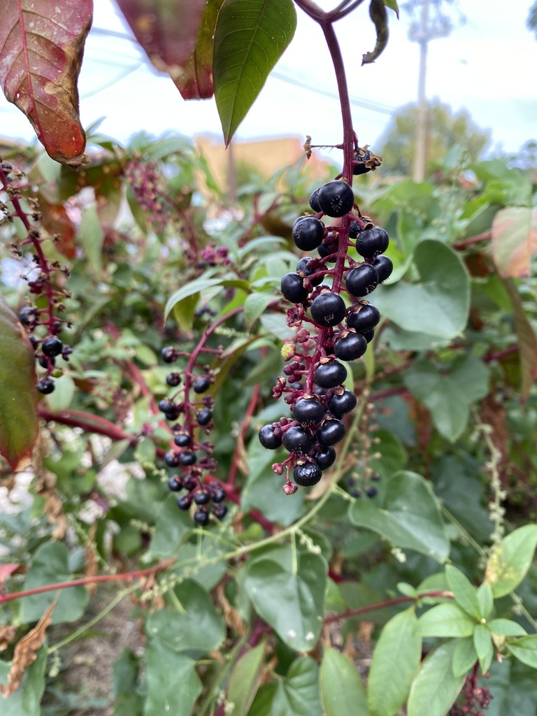 American pokeweed from W Seventh St, Dallas, TX, US on October 21, 2023 ...