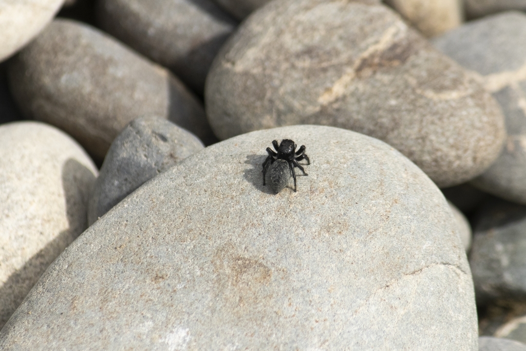 Jumping Spiders from Morven, New Zealand on March 15, 2019 by Dylan van ...